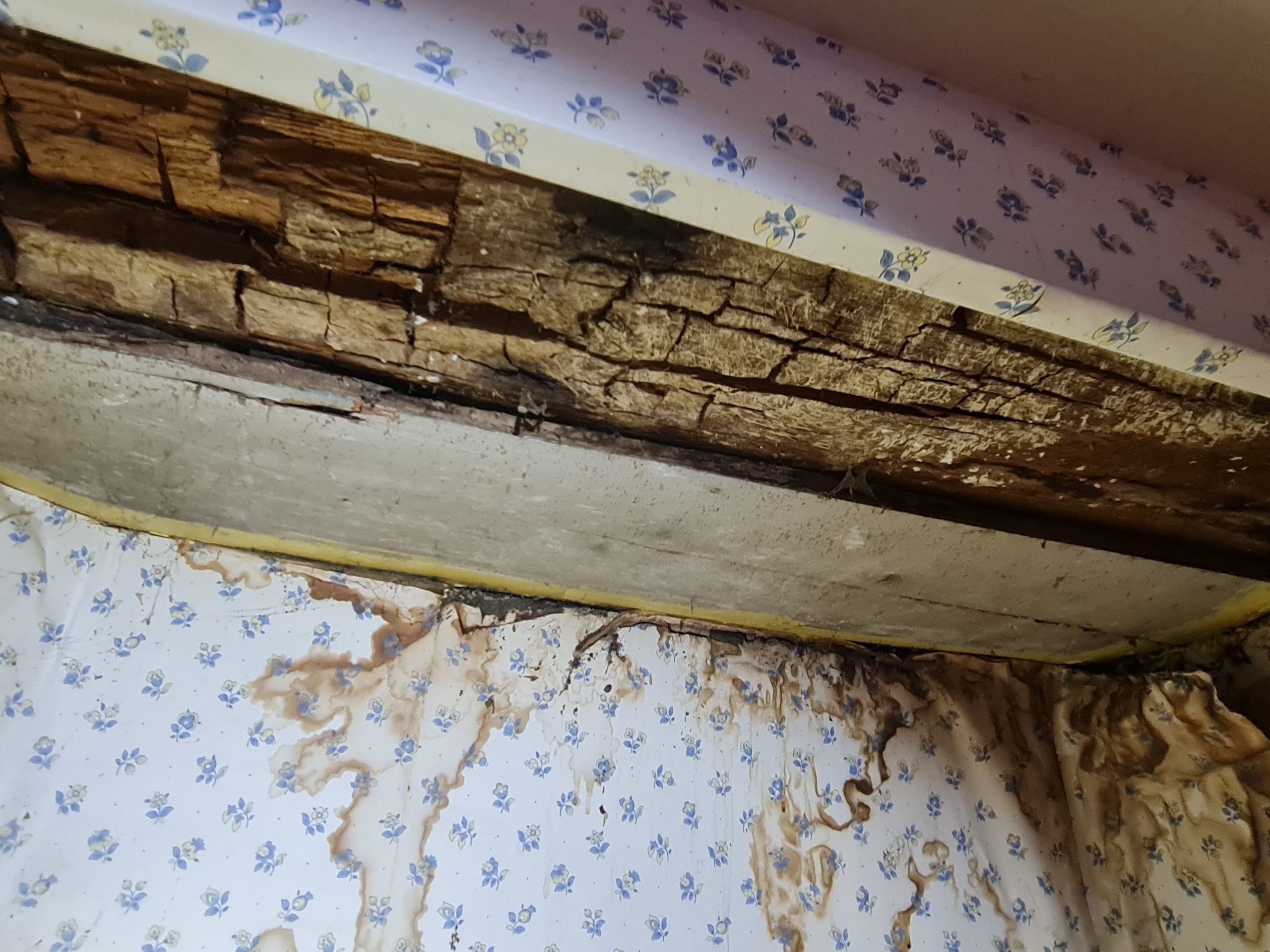 DIAGNOSTIC MERULE NORD PAS-DE-CALAIS – CASADIAG Expertises